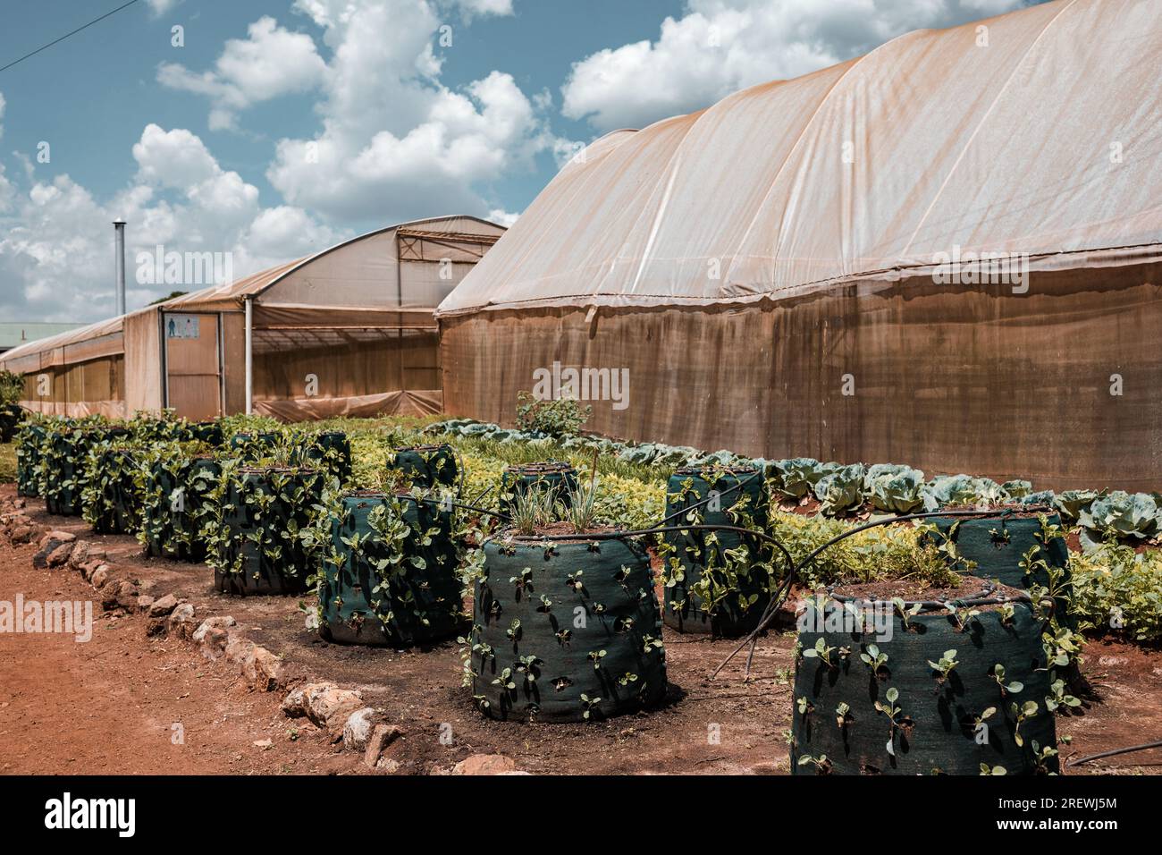 Kenyan Modern Suck Urban Farming Coffee Farm Farming In Kenya Green Red ...