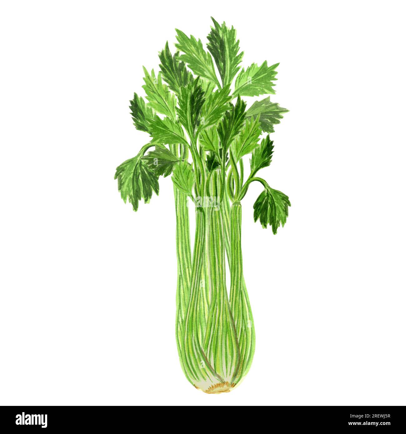 Watercolor illustration of green celery. Hand drawn watercolor ...
