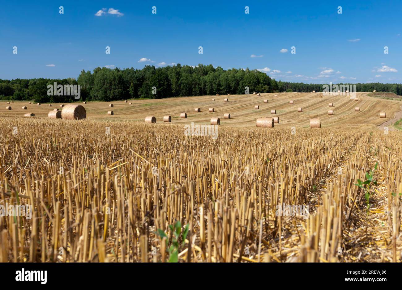 agricultural field on which there are stacks after the harvest of wheat ...