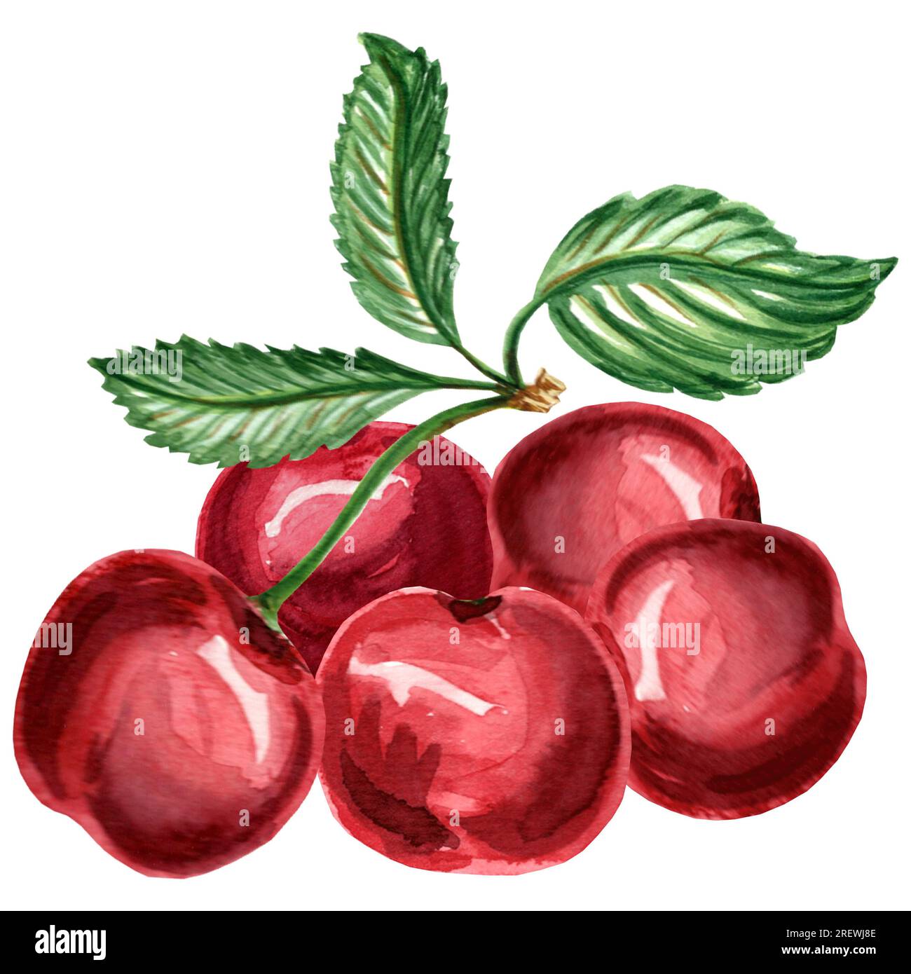 Watercolor illustration of cherry. Hand drawn watercolor illustration ...