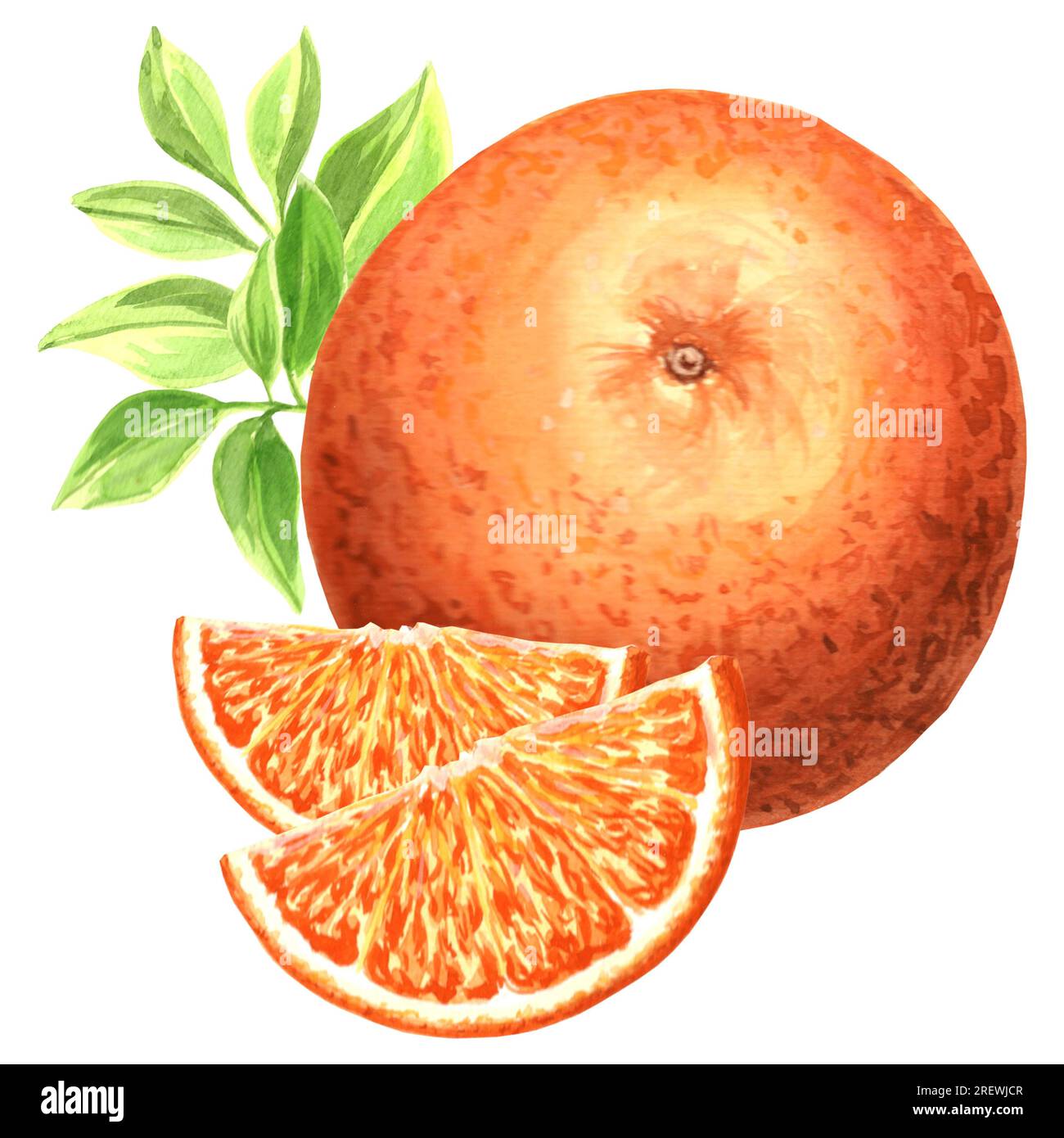 Watercolor illustration of orange. Hand drawn watercolor illustration ...