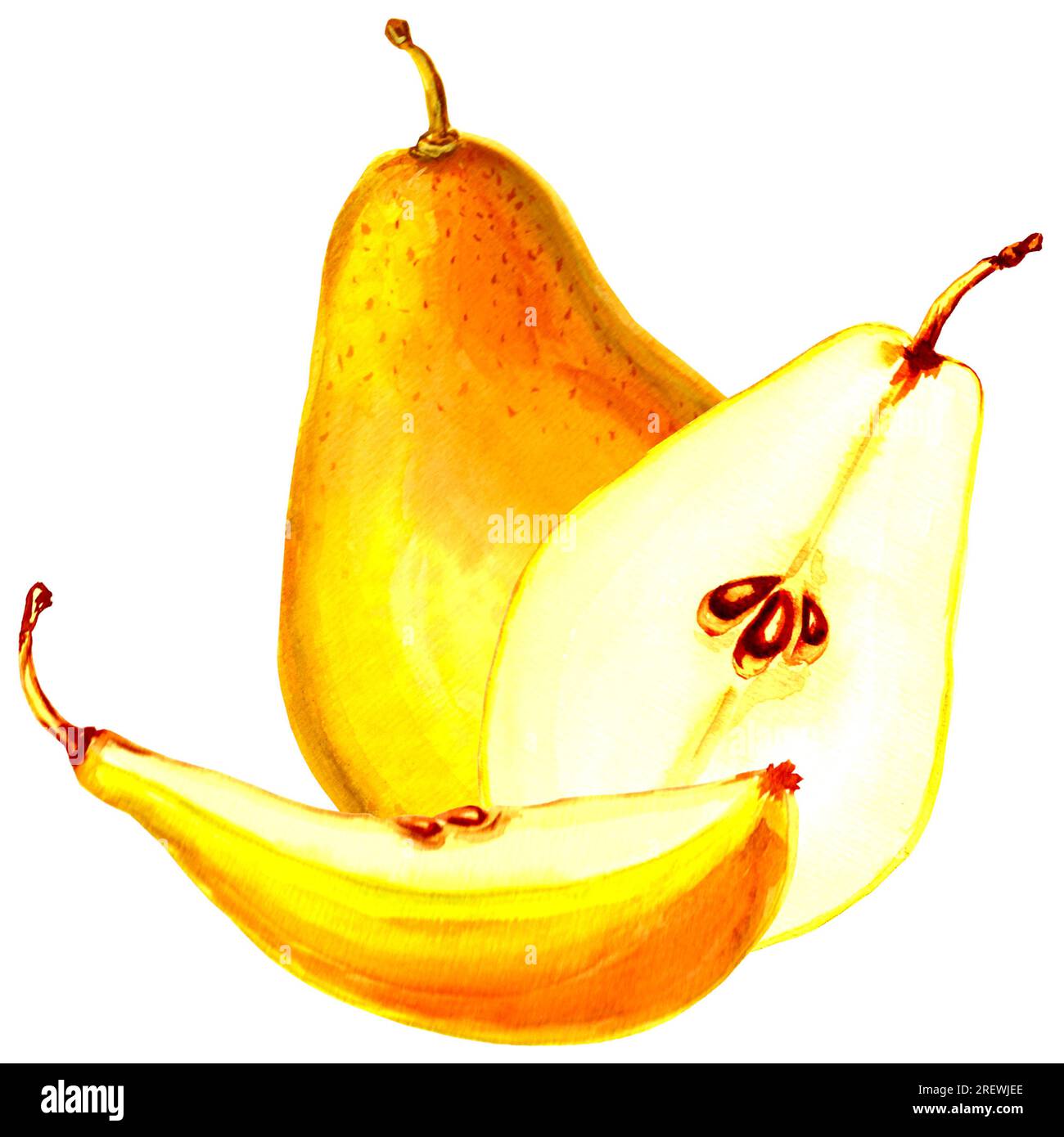 Watercolor illustration of yellow pear. Hand drawn watercolor ...