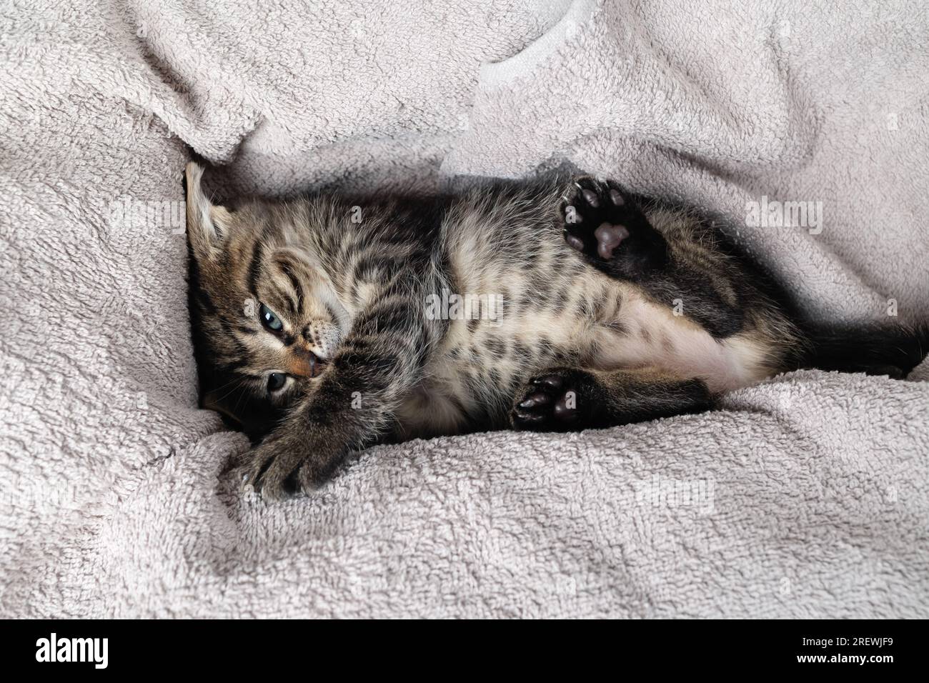 Funny naughty kitten playing on soft towel Stock Photo - Alamy