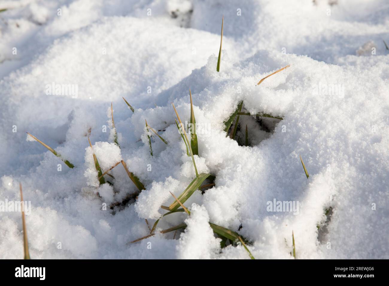 grass and snow in winter, snow that fell during a snowfall and dry ...