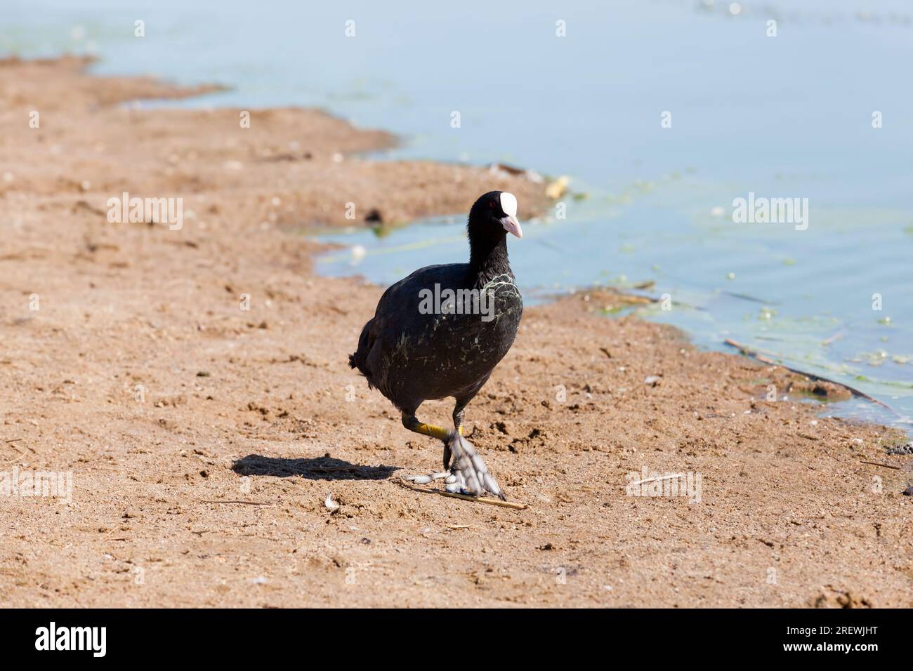 black European coot with black plumage and a white spot on the head ...