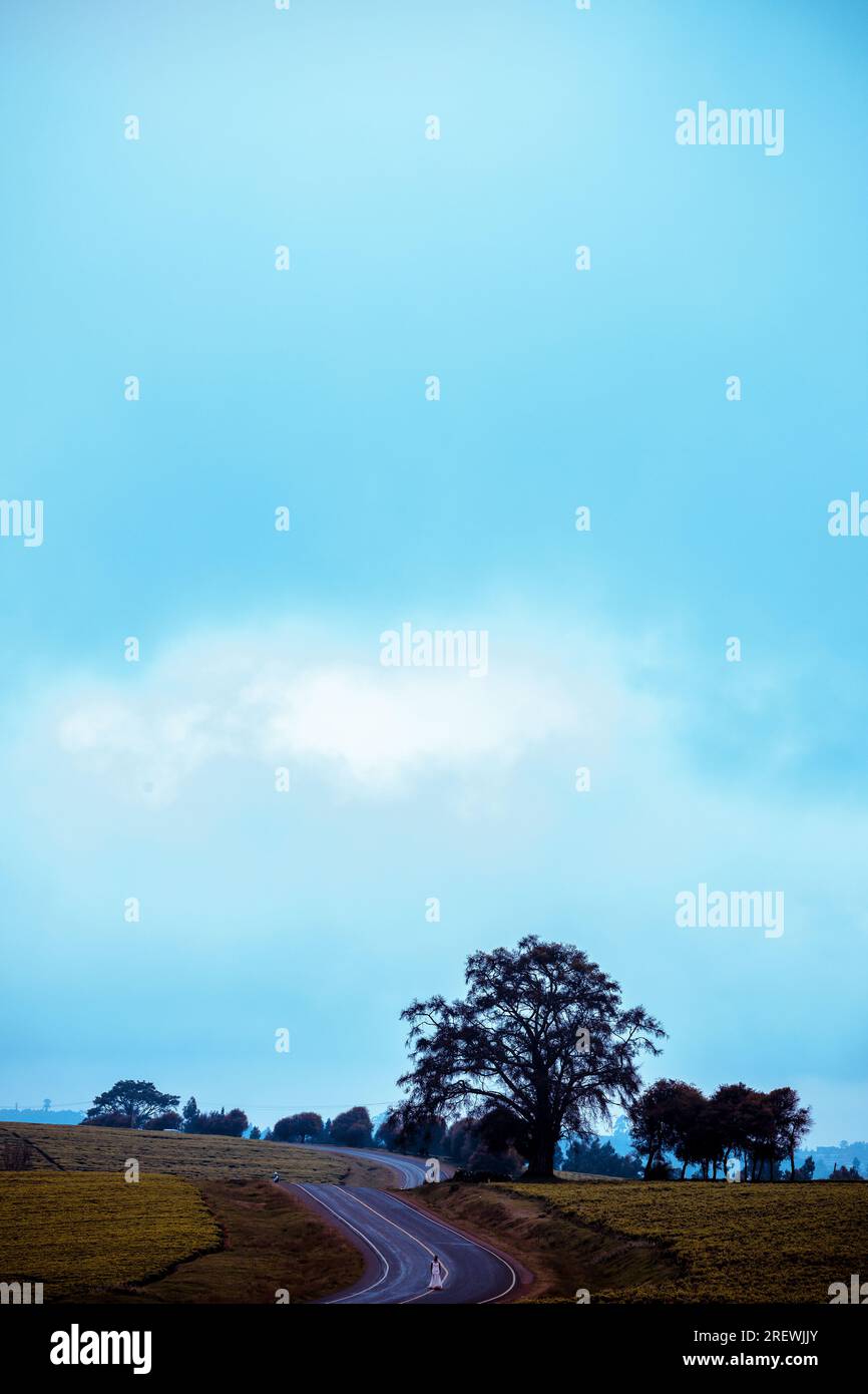 Kiambu County Limuru Central Province Thika Tea Leaves Farm Farming ...