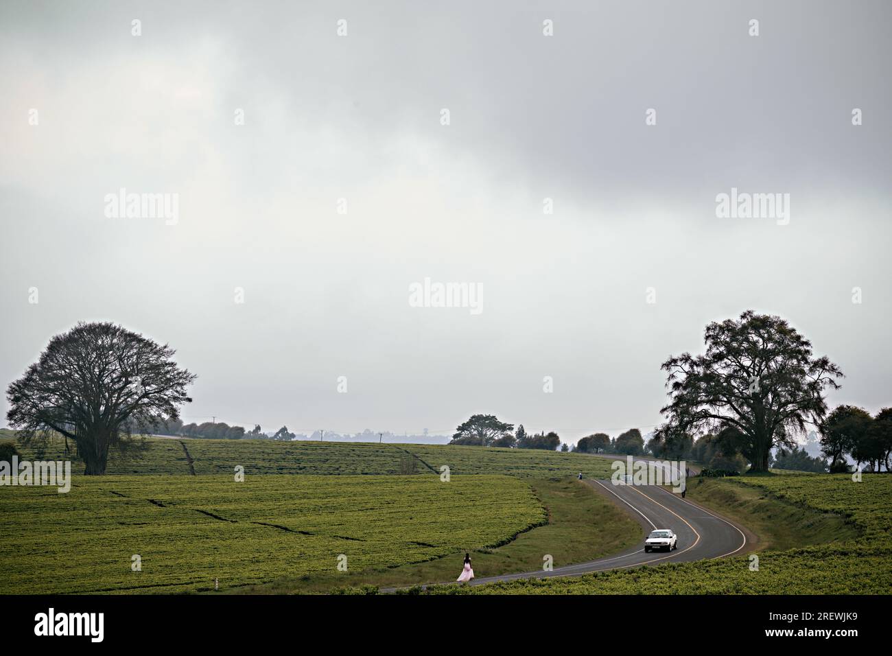 Kiambu County Limuru Central Province Thika Tea Leaves Farm Farming ...