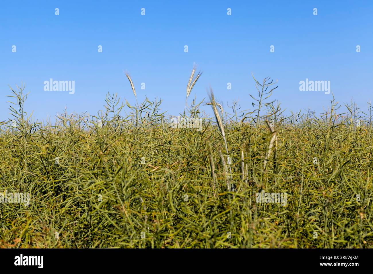 agriculture, activities in rural areas to obtain a harvest of natural ...