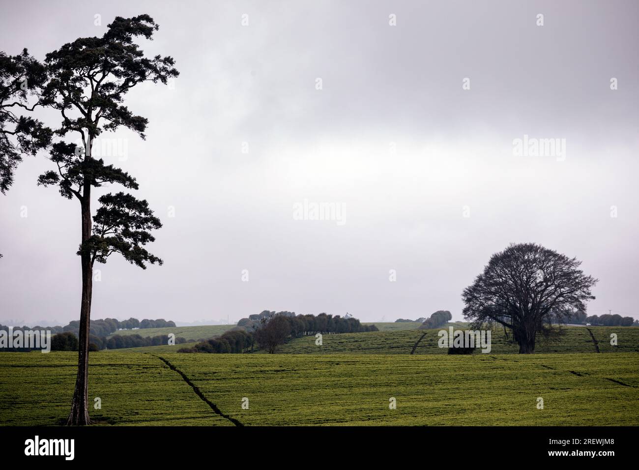 Kiambu County Limuru Central Province Thika Tea Leaves Farm Farming ...