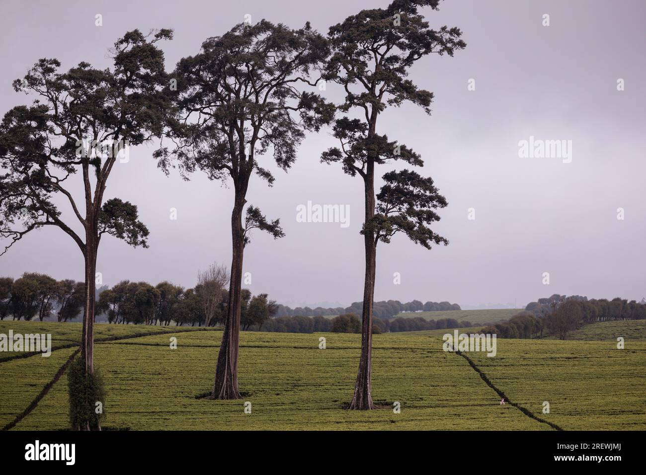 Kiambu County Limuru Central Province Thika Tea Leaves Farm Farming ...