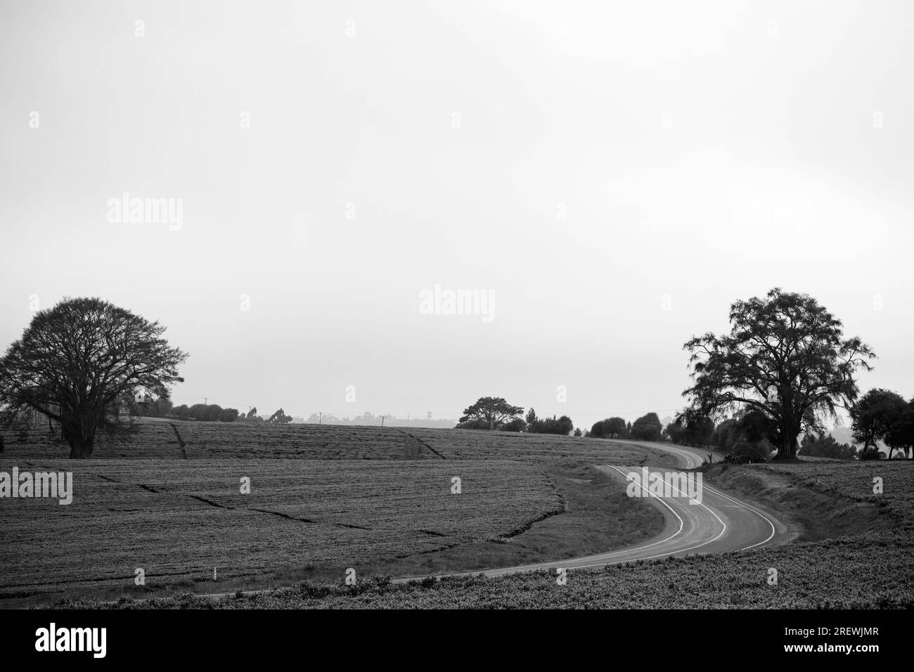 Kiambu County Limuru Central Province Thika Tea Leaves Farm Farming ...
