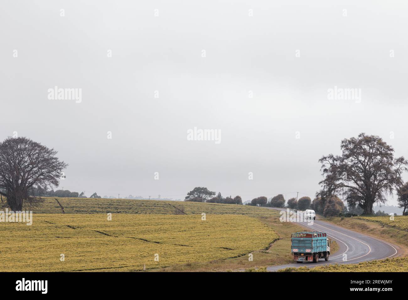 Kiambu County Limuru Central Province Thika Tea Leaves Farm Farming ...
