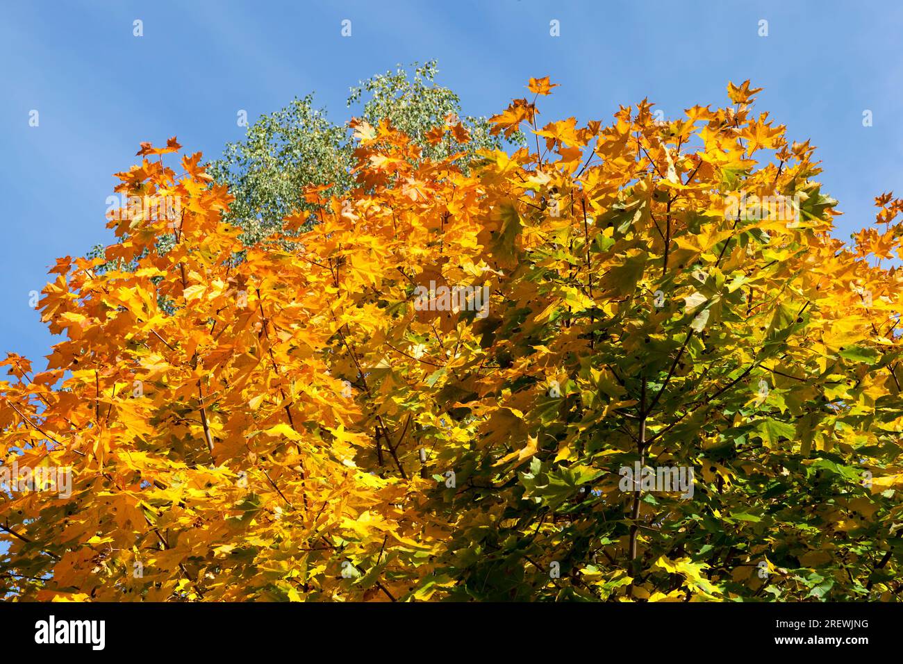 deciduous oak trees in the forest or in the Park in autumn leaf fall ...