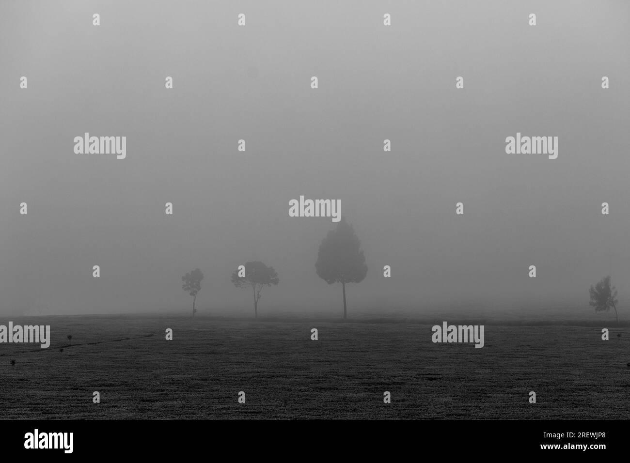 Kiambu County Limuru Central Province Thika Tea Leaves Farm Farming ...