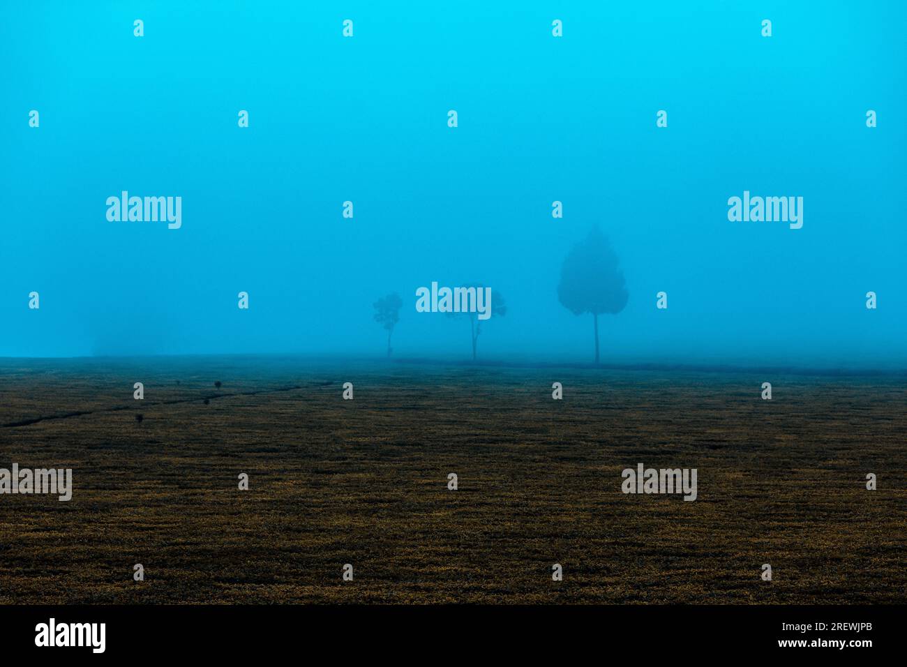 Kiambu County Limuru Central Province Thika Tea Leaves Farm Farming ...