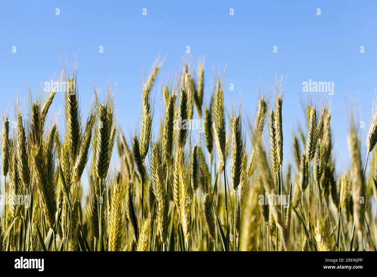 agriculture, activities in rural areas to obtain a harvest of natural ...