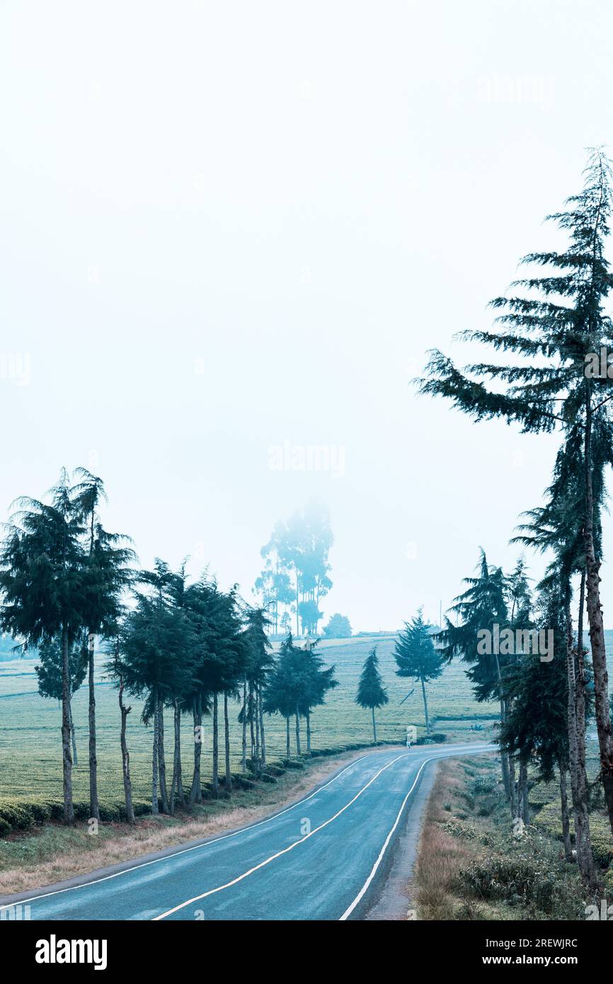 Kiambu County Limuru Central Province Thika Tea Leaves Farm Farming ...