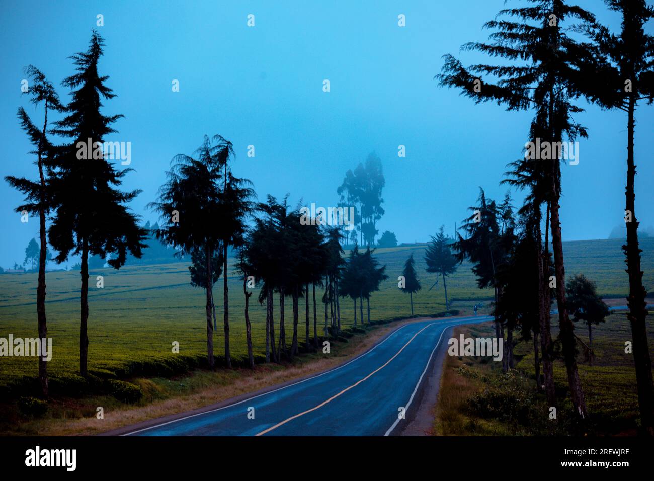 Kiambu County Limuru Central Province Thika Tea Leaves Farm Farming ...