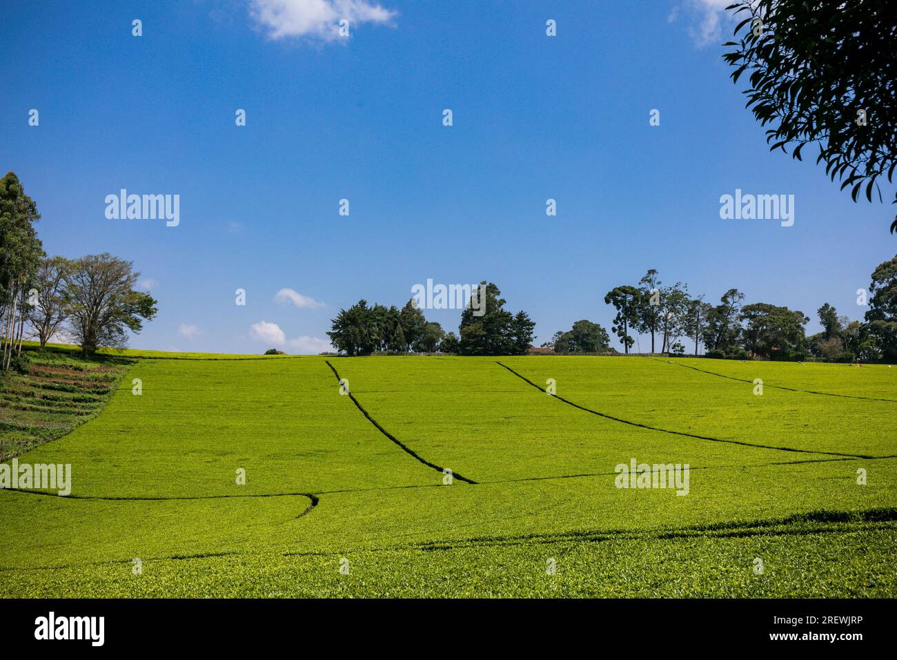 Kiambu County Limuru Central Province Thika Tea Leaves Farm Farming ...