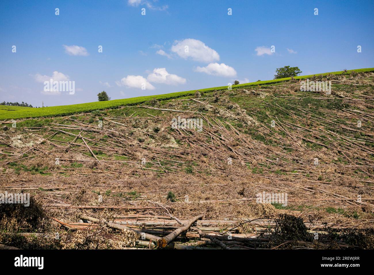 Kiambu County Limuru Central Province Thika Tea Leaves Farm Farming ...