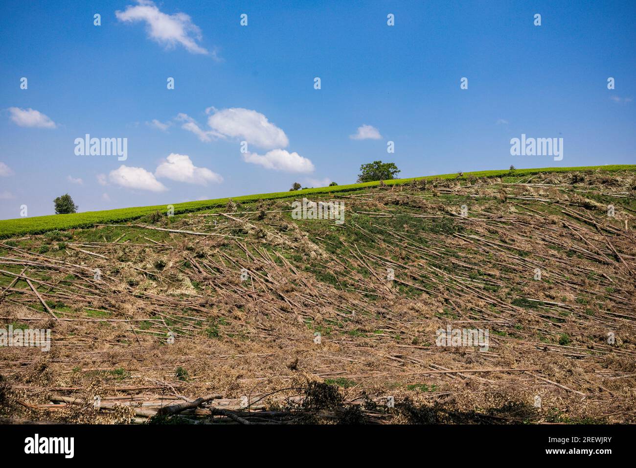 Kiambu County Limuru Central Province Thika Tea Leaves Farm Farming ...