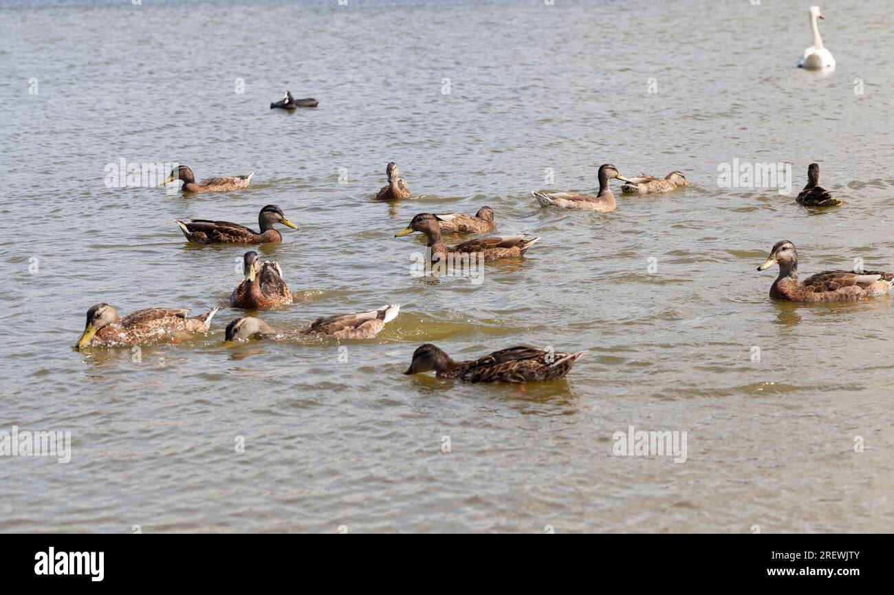 Duck outline hi-res stock photography and images - Alamy