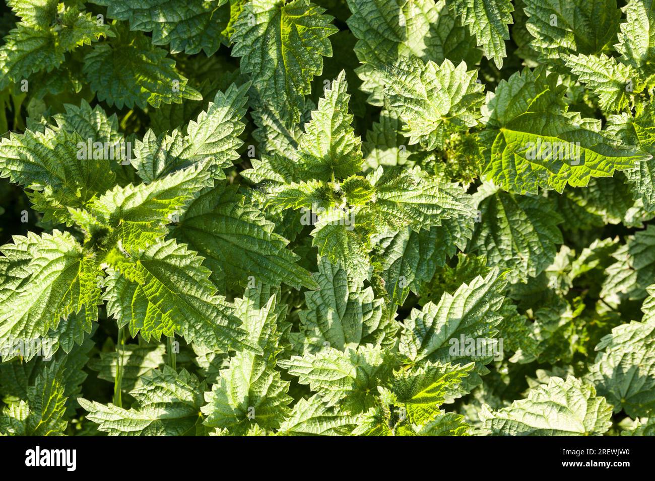 green new and young nettles that can hurt and burn human skin Stock ...