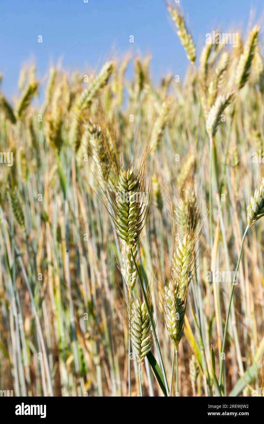 agricultural field where green wheat has grown, farming to produce ...