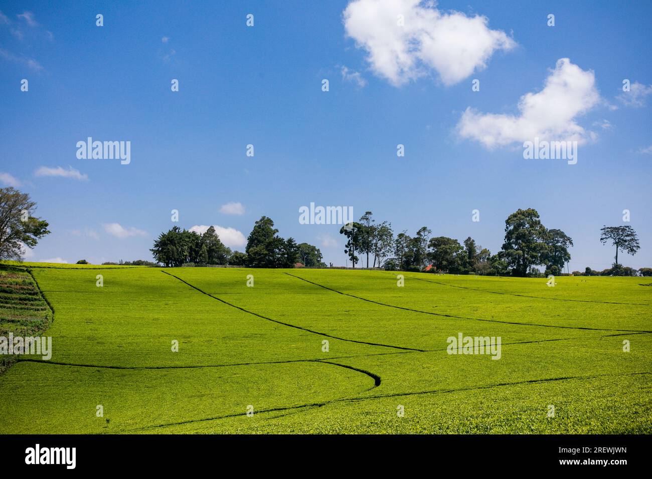 Kiambu County Limuru Central Province Thika Tea Leaves Farm Farming ...