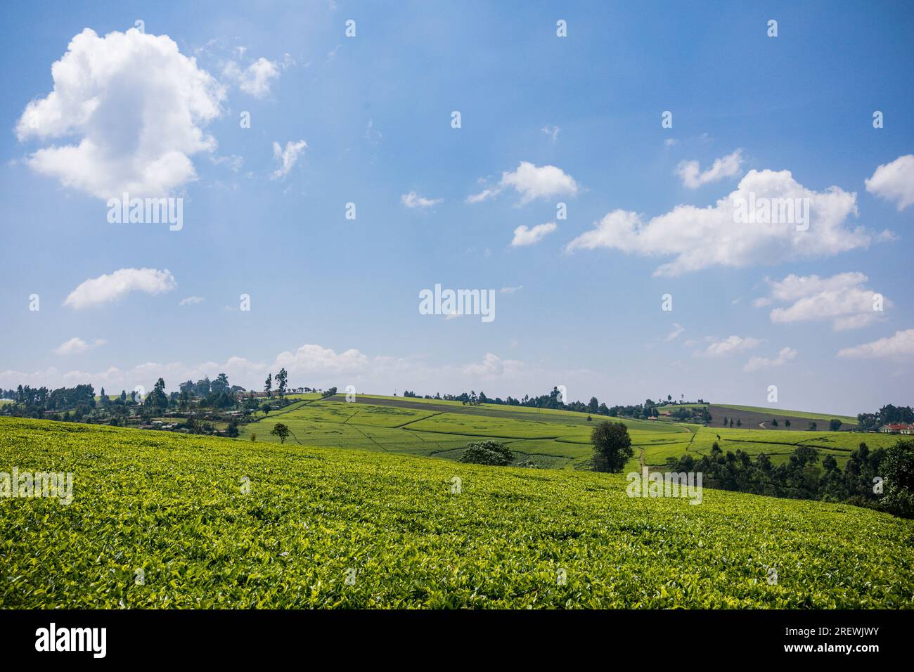 Kiambu County Limuru Central Province Thika Tea Leaves Farm Farming ...