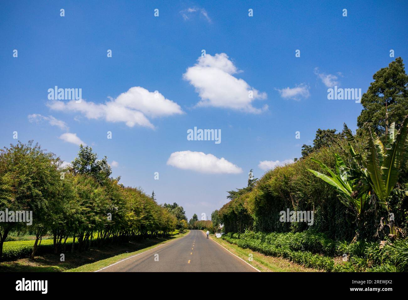 Kiambu County Limuru Central Province Thika Tea Leaves Farm Farming ...