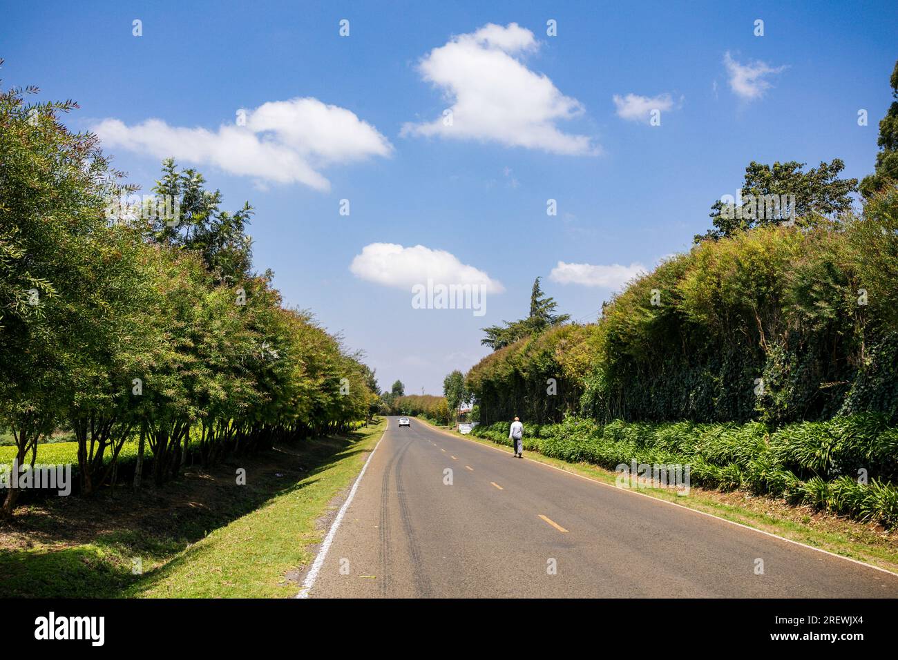 Kiambu County Limuru Central Province Thika Tea Leaves Farm Farming ...