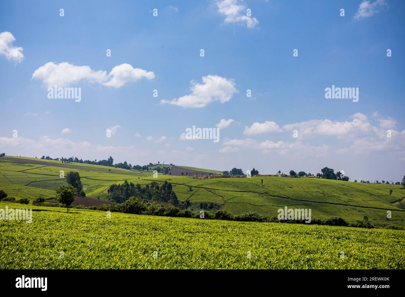 Kiambu County Limuru Central Province Thika Tea Leaves Farm Farming ...