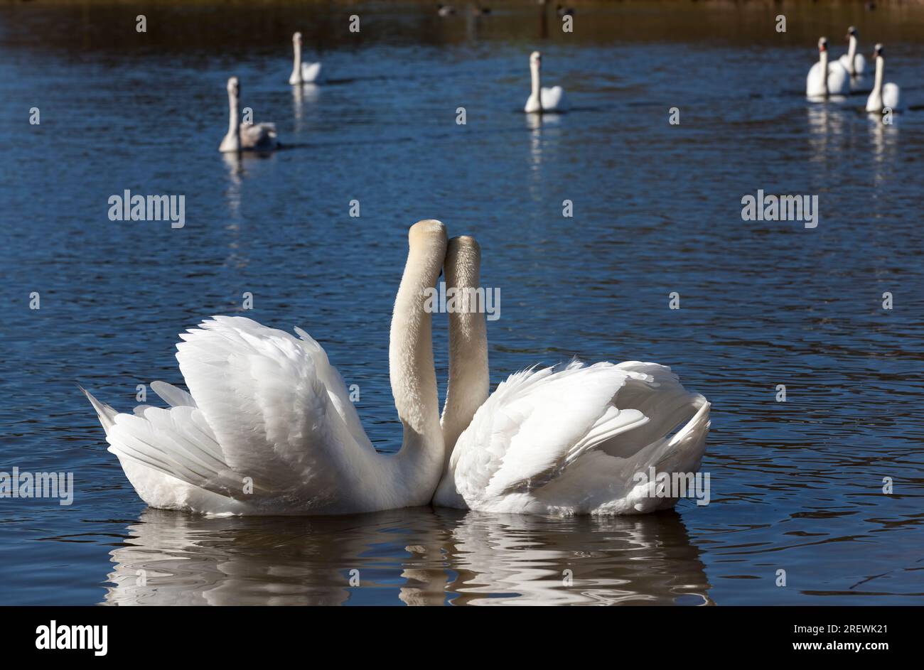 floating on the water a group of white Swan, the spring season birds ...