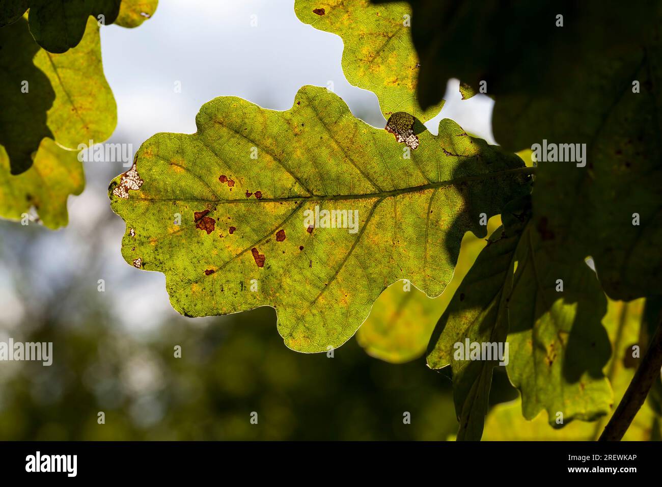 changing color oak in the autumn season, the foliage of the oak tree is ...