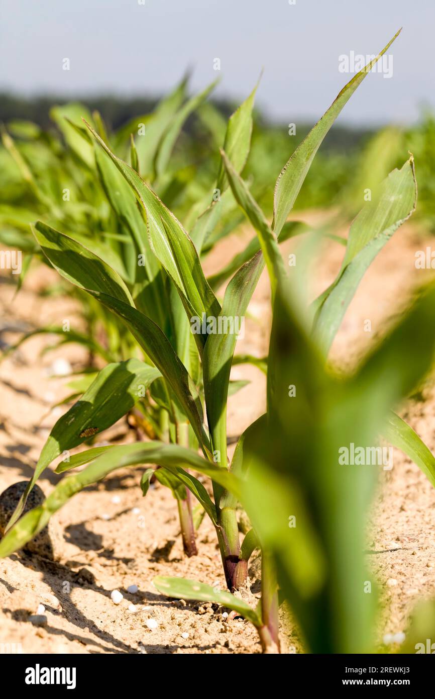 sunlit agricultural field with green sweet corn, on maize corn natural ...