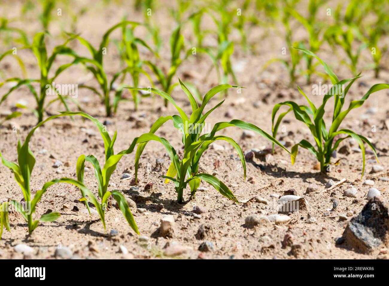 agricultural activities related to the cultivation of sweet corn ...