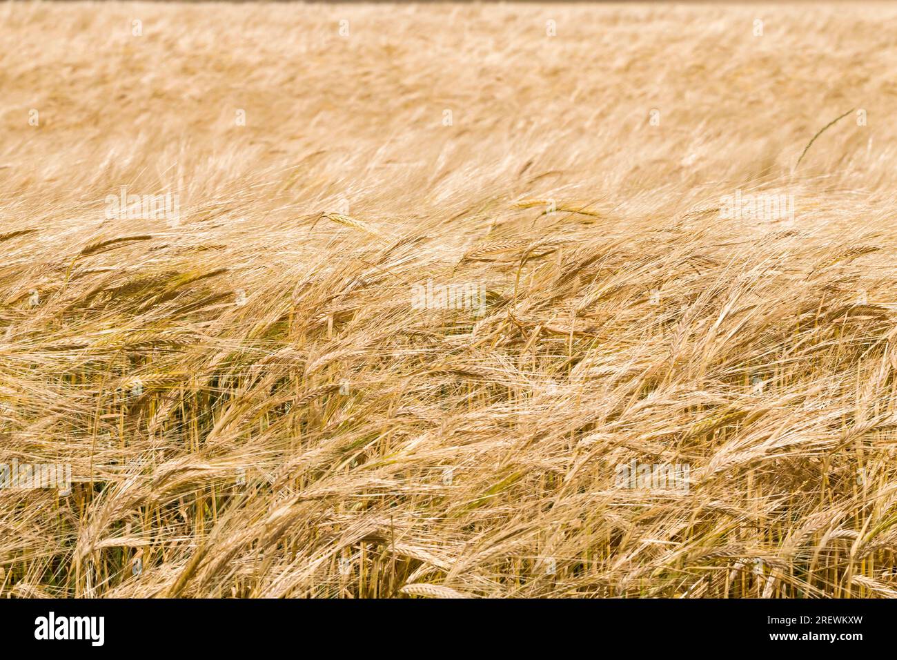 agricultural field sown with barley that is almost ripe and has become ...