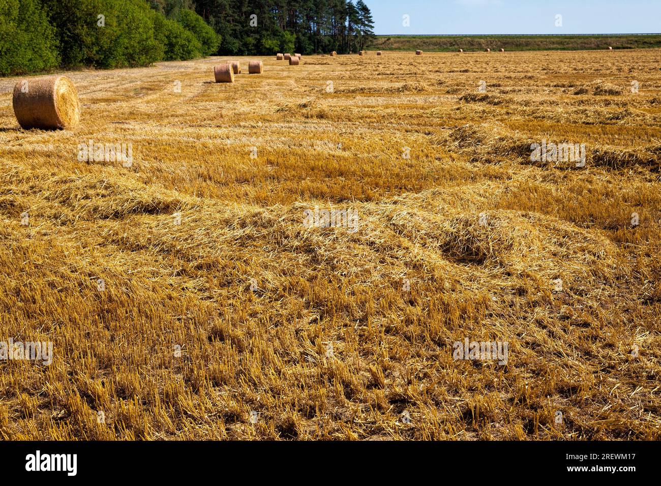 agricultural field on which there are stacks after the harvest of wheat ...