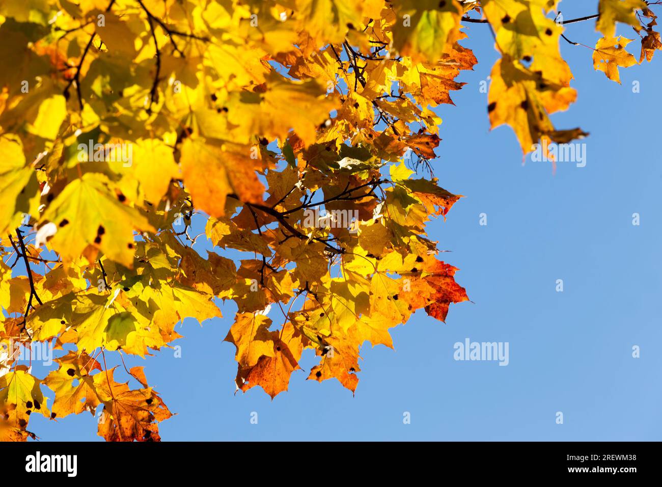 deciduous oak trees in the forest or in the Park in autumn leaf fall ...