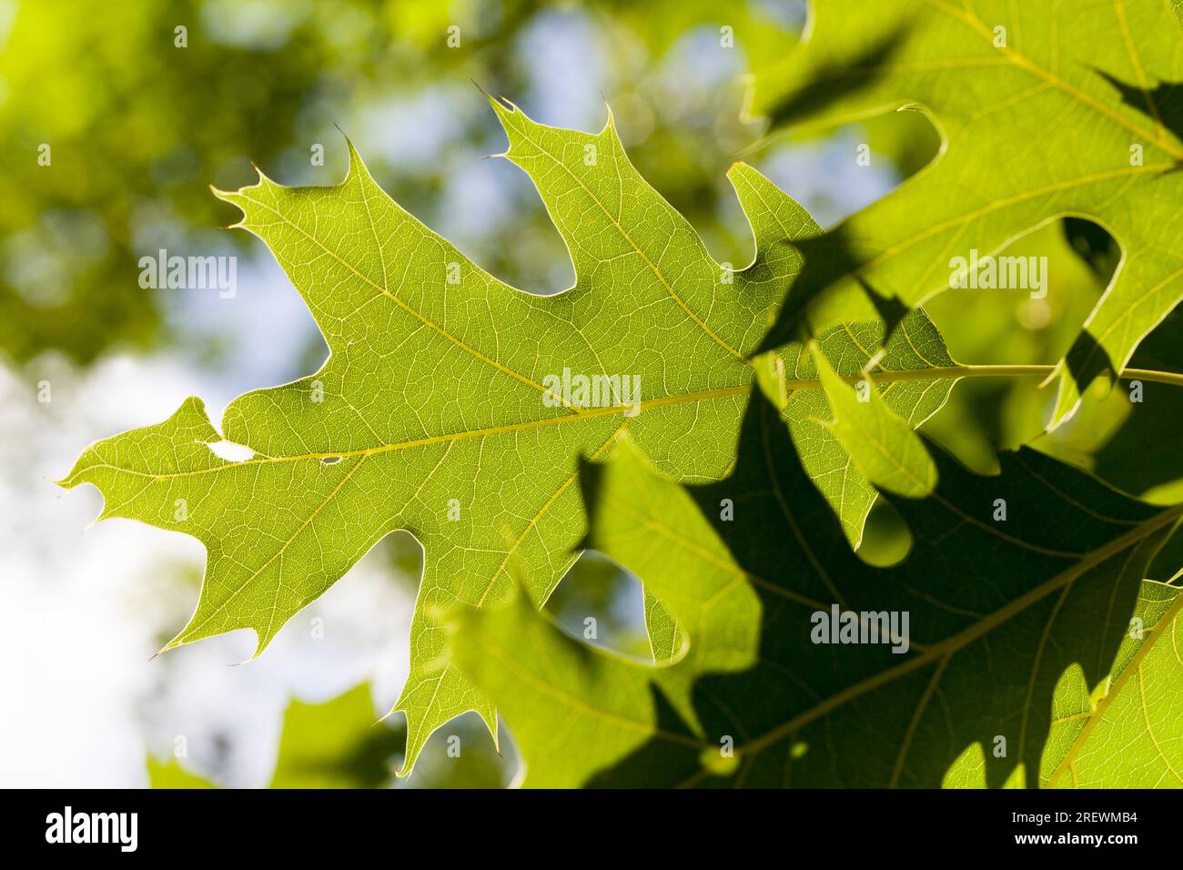 beautiful green oak foliage in spring or summer, features and details ...