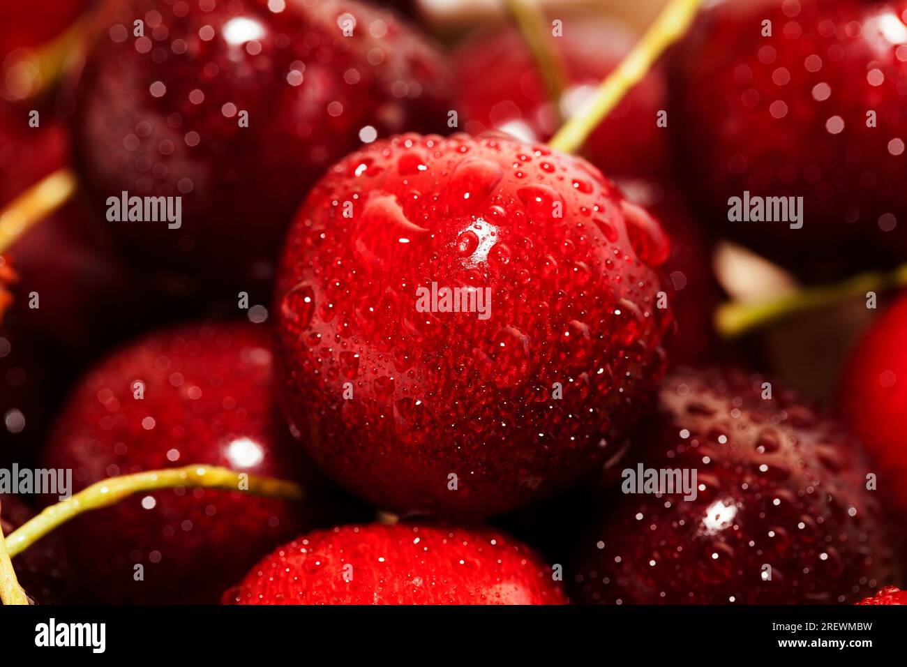 delicious sweet cherries covered with water droplets, harvested sweet ...