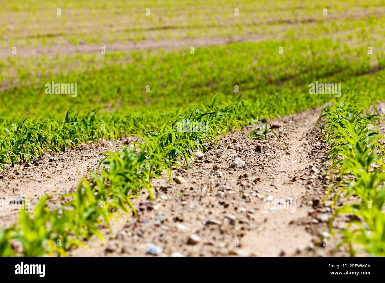 closeup green corn sprouts in the spring or summer, corn in the ...