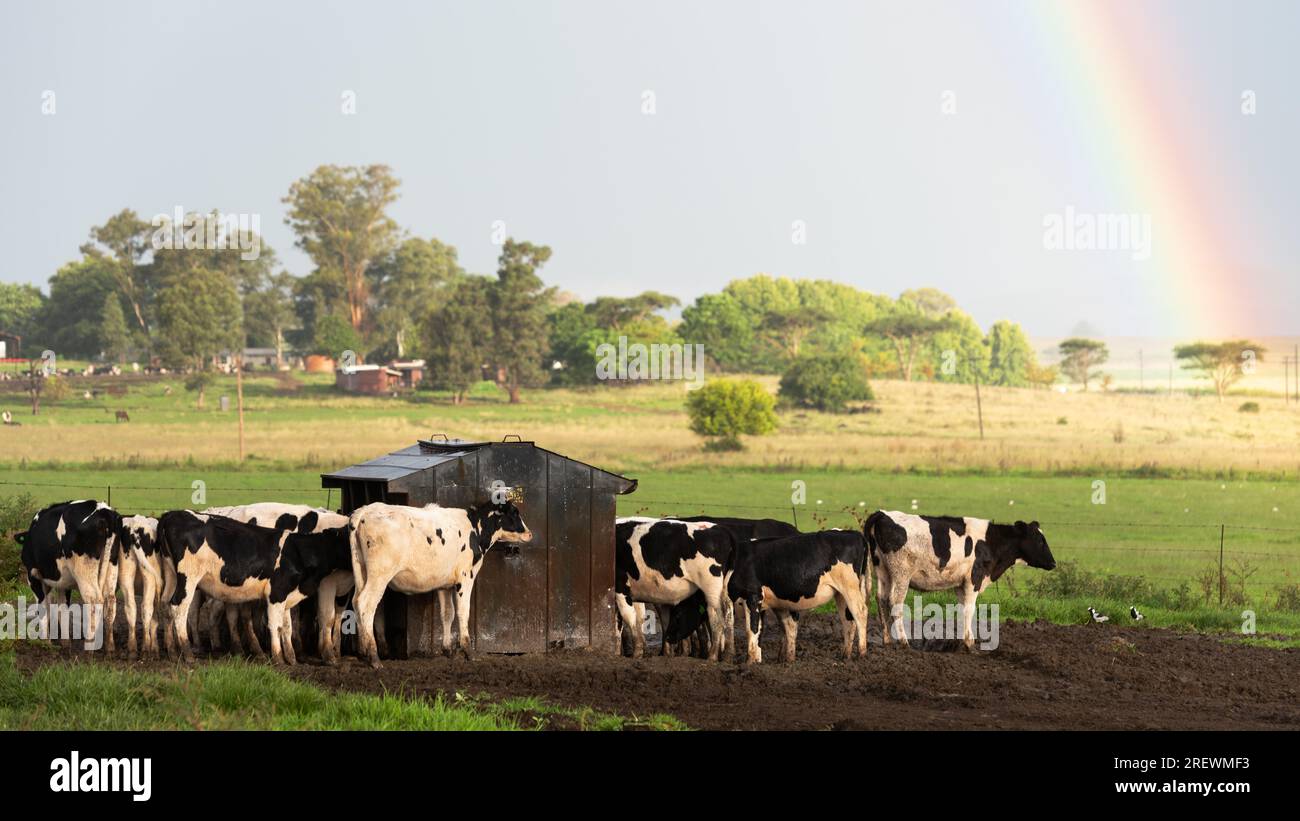Friesland cows at a feeding trough with a rainbow on the right of them ...