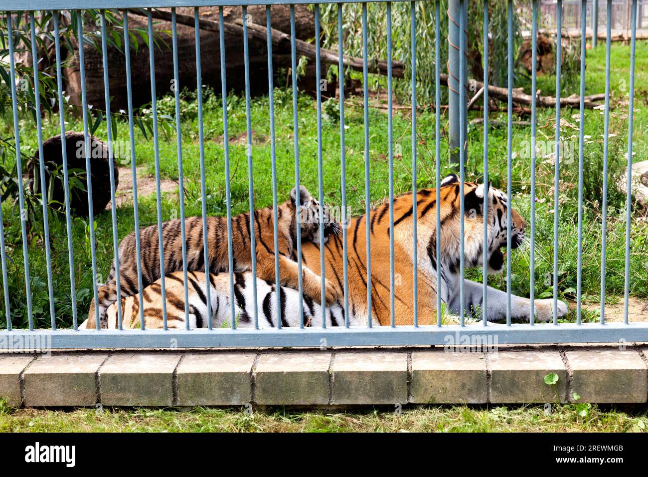 a tigress living in a zoo with a tiger cub that was born in captivity ...