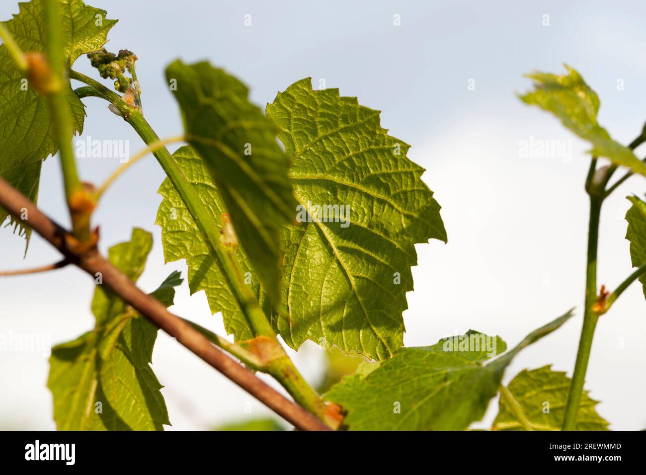 green grape leaves against the blue sky in the spring season, the first ...