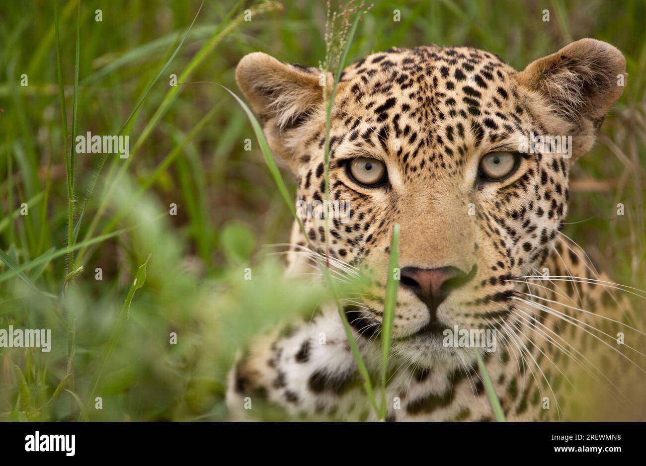 Leopard in the grass watching prey Stock Photo - Alamy