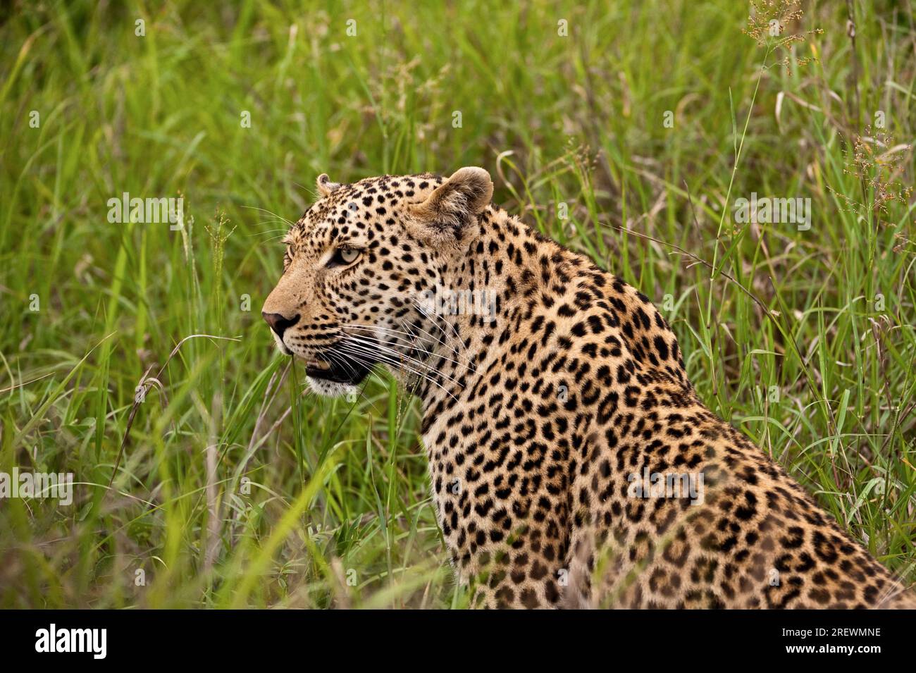 Leopard in the grass watching prey Stock Photo - Alamy