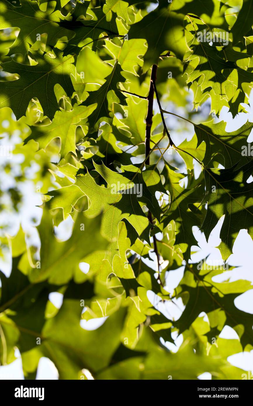 beautiful green oak foliage in spring or summer, features and details ...