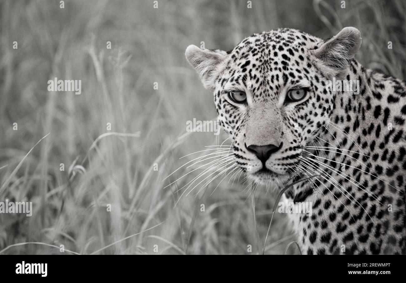Solitary leopard slinking through the grass Stock Photo - Alamy